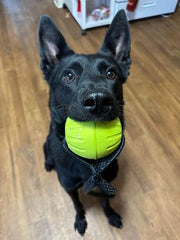 Custom Dog Balls | Dog Training Tools | Dog Ball Straps | Dog Rewards ...