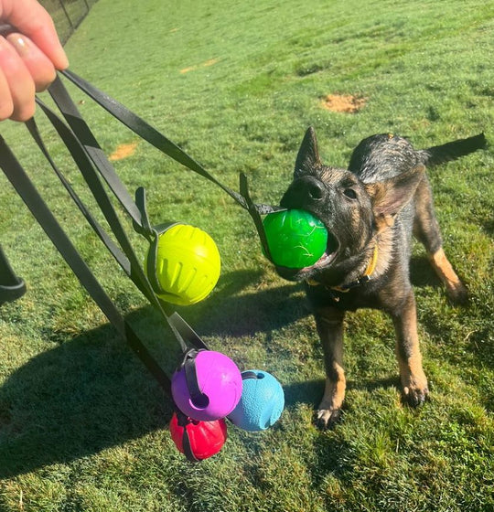 Custom Dog Balls | Dog Training Tools | Dog Ball Straps | Dog Rewards ...